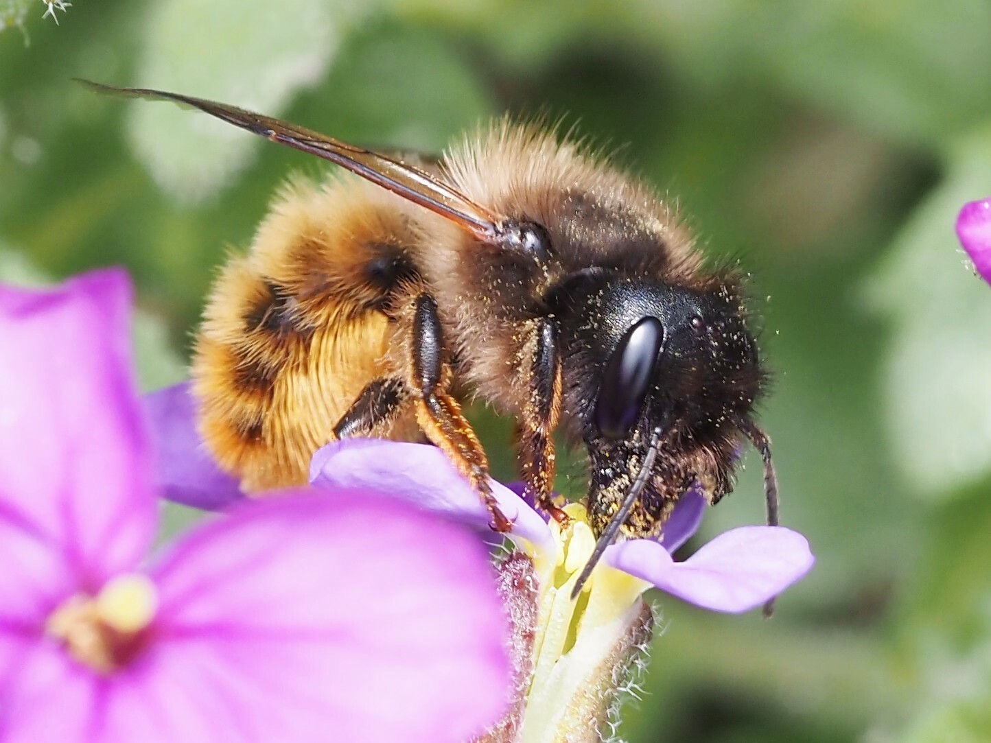 Osmia bicornis - murárka hrdzavá - time-zone