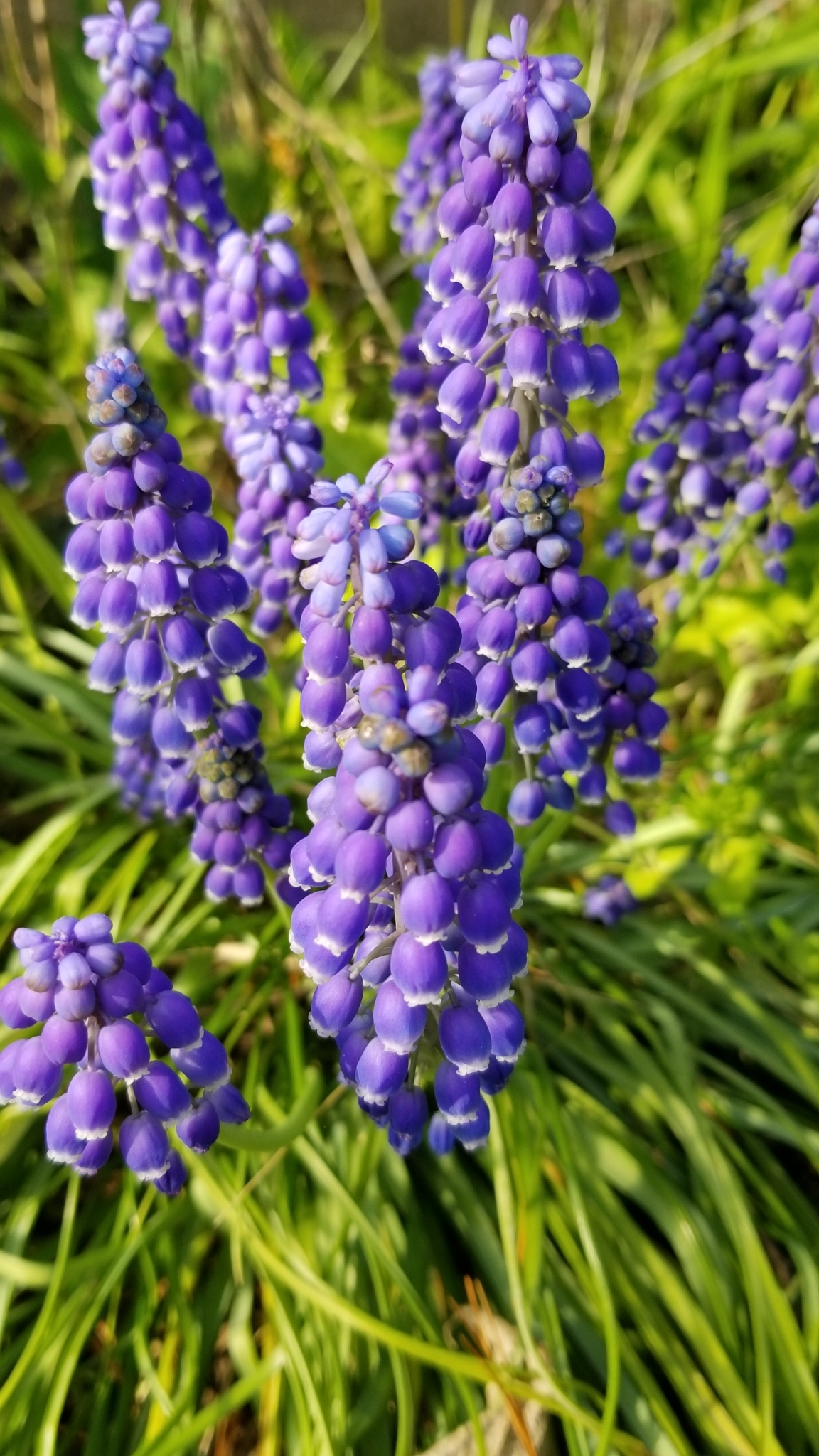 Modrica- Muscari - time-zone